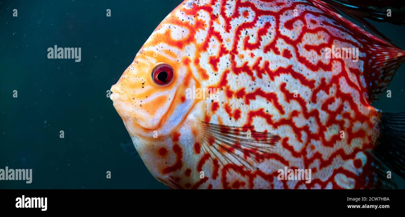 Colorful fish from the spieces Symphysodon discus in aquarium Stock ...