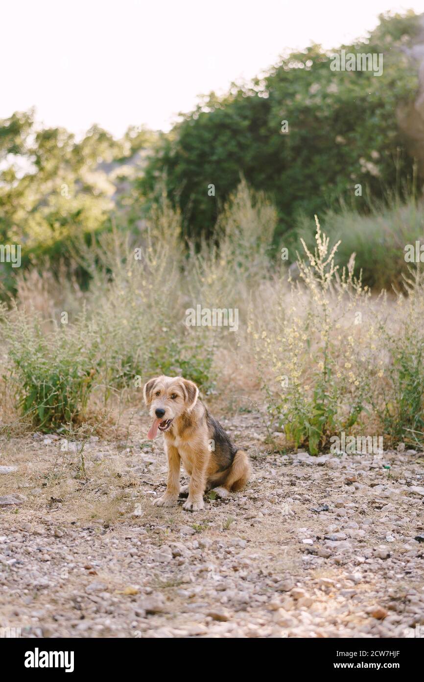 A sad mongrel dog sits in nature on the background of trees and grass ...