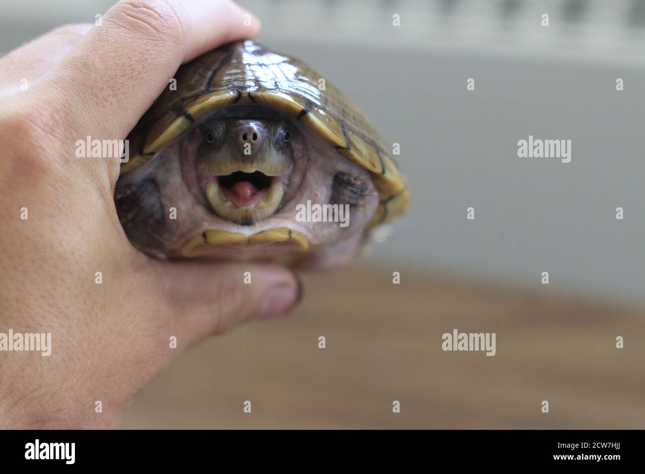 Razorback musk turtle hi-res stock photography and images - Alamy