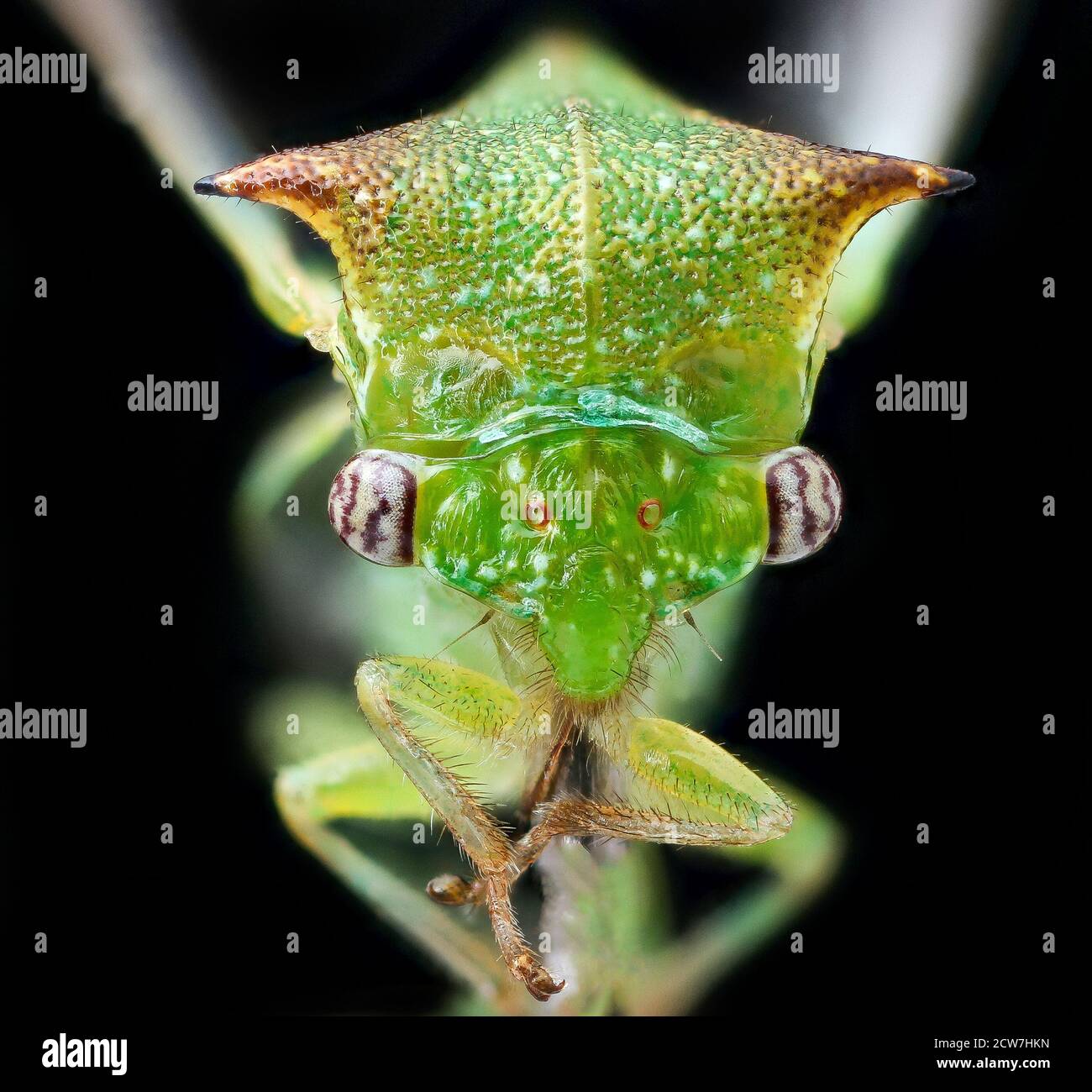 A close-up image of a tree hopper observed on July 30, 2020, captured ...