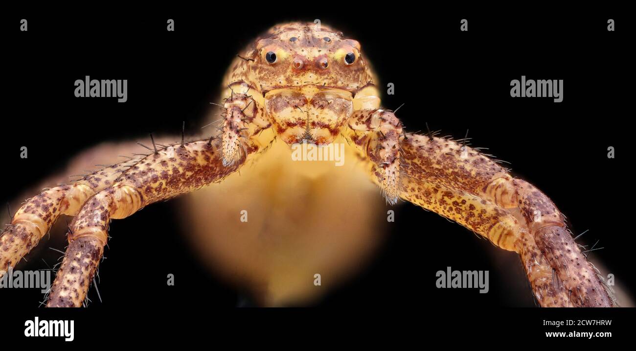 Captured on August 3, 2020, this close-up image shows a duck spider, a ...