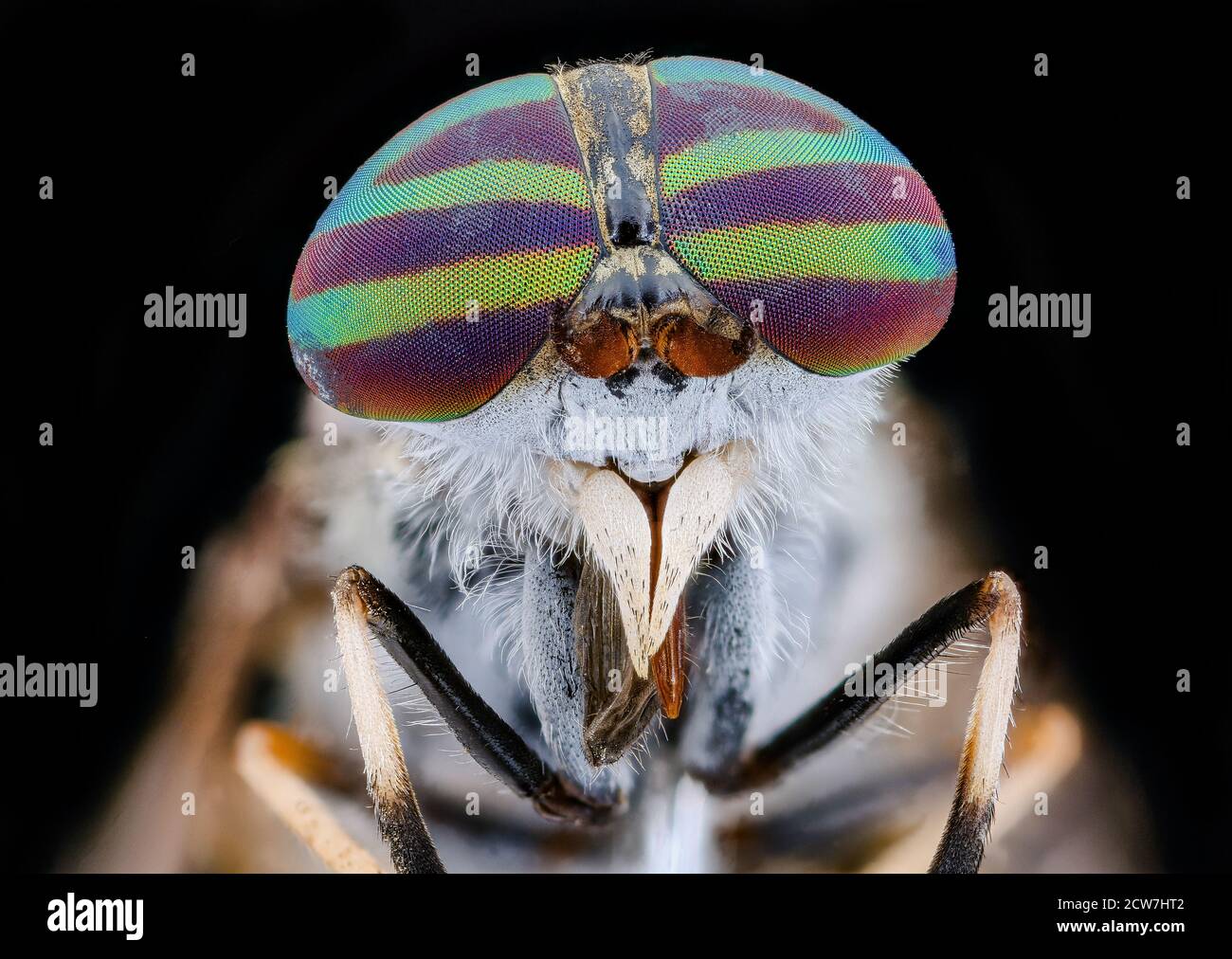 The image captures a close-up of a deer fly, a species belonging to the ...