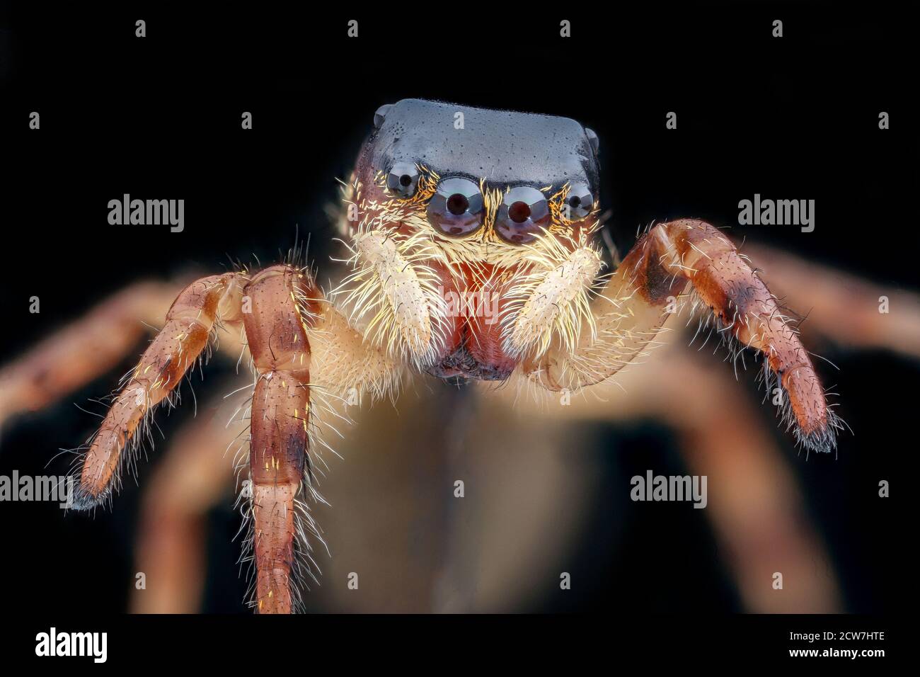 A close-up image of a jumping spider taken in Maryland, as part of an ...