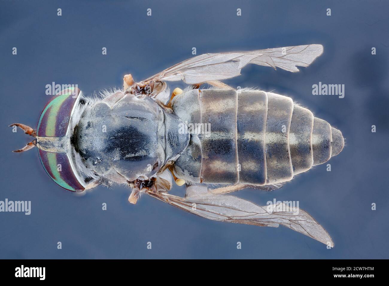 Insect features vector vectors hi-res stock photography and images - Alamy