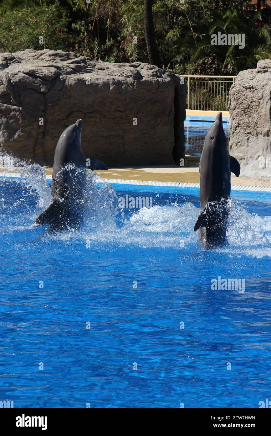 Delphinida hi-res stock photography and images - Alamy