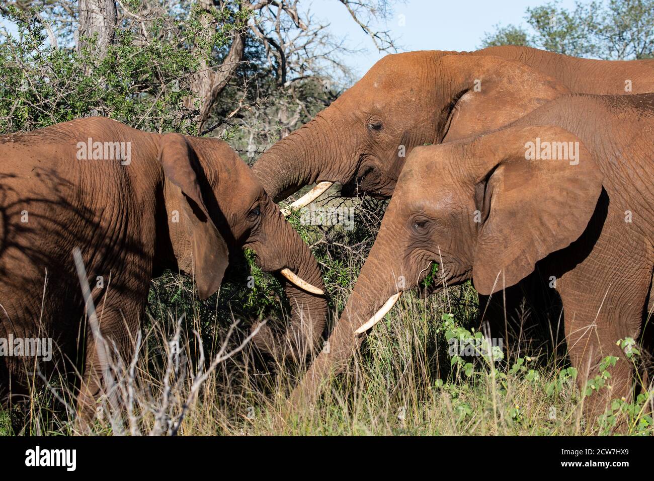 Elephant among the vegetation hi-res stock photography and images - Alamy