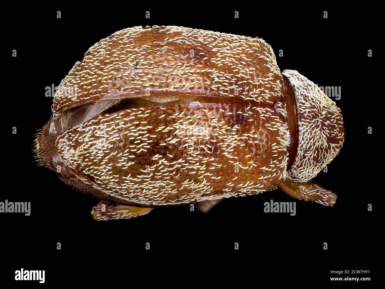 Beetle back hi-res stock photography and images - Alamy