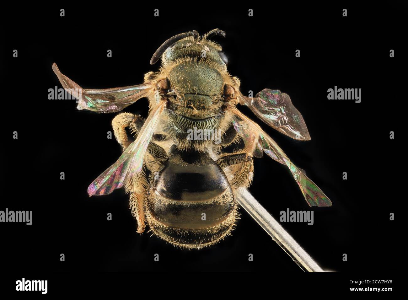 Female Entomologist High Resolution Stock Photography and Images - Alamy