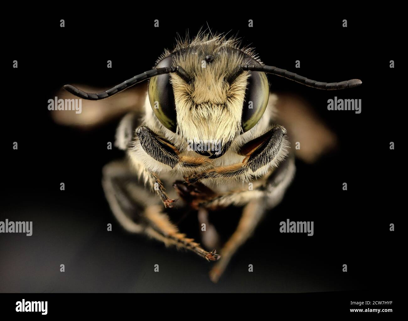 Megachile brevis taxonomy hi-res stock photography and images - Alamy