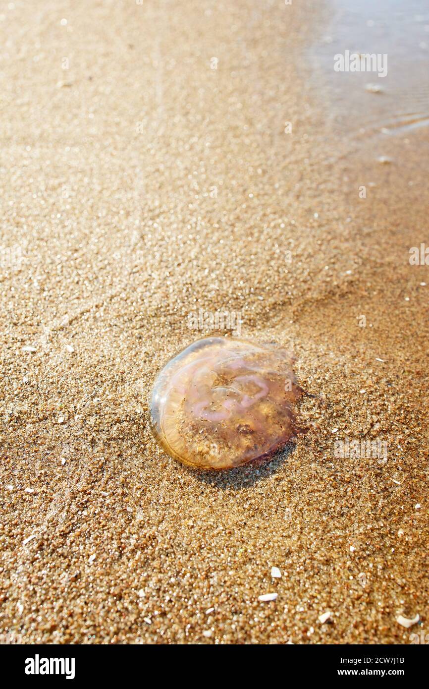 Purple jellyfish sandy beach hi-res stock photography and images - Alamy