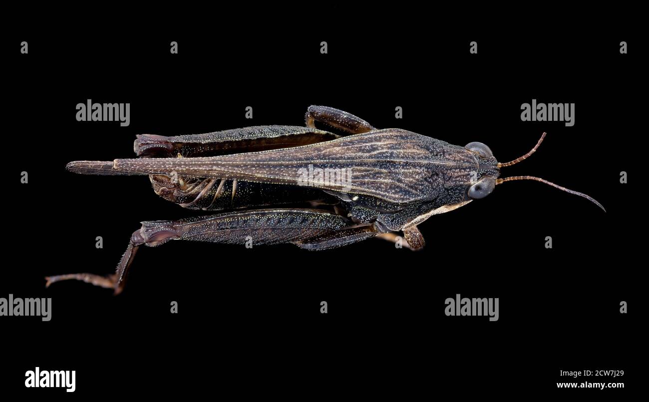 Black grasshopper hi-res stock photography and images - Alamy
