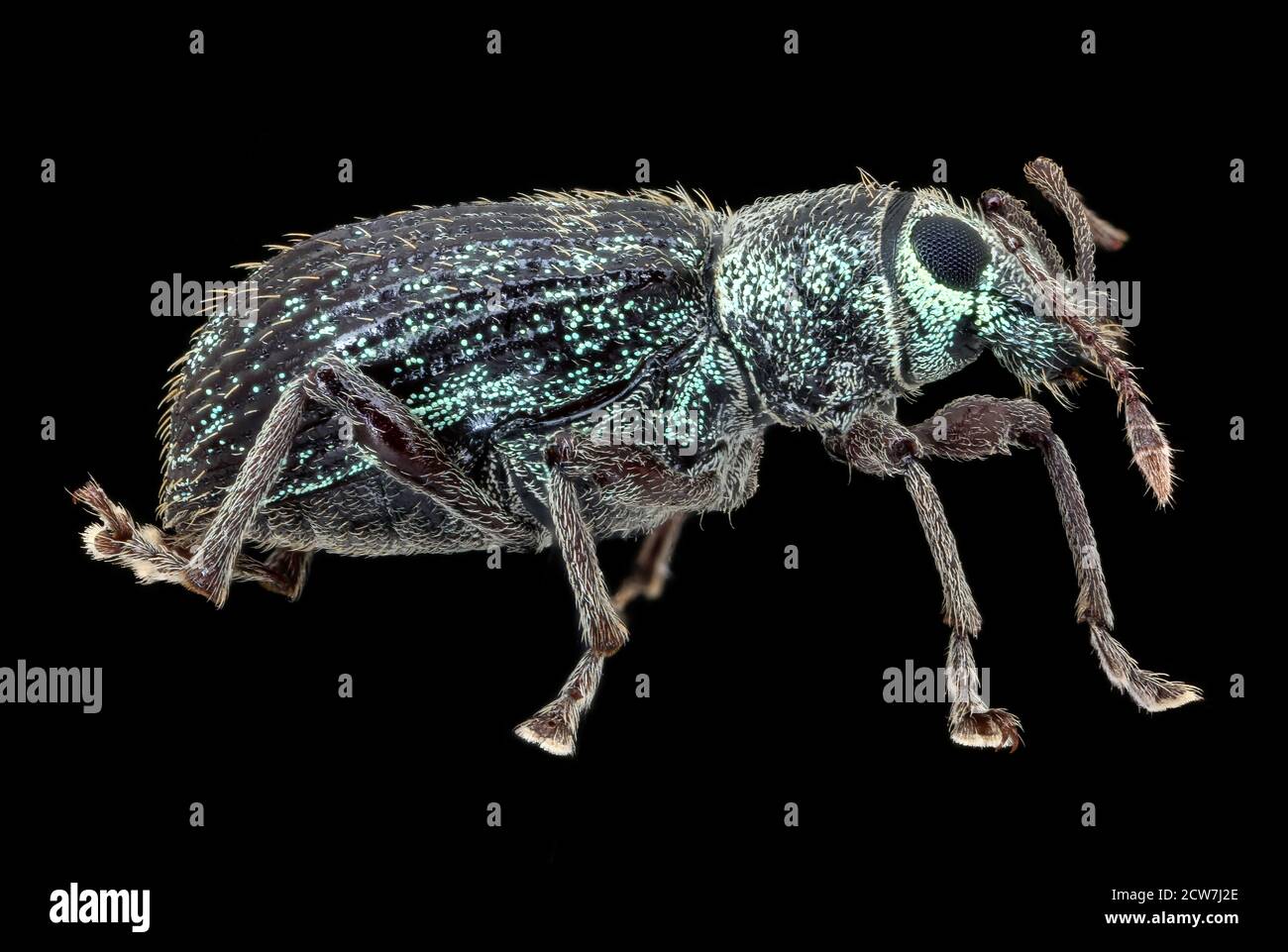 Black weevil hi-res stock photography and images - Alamy