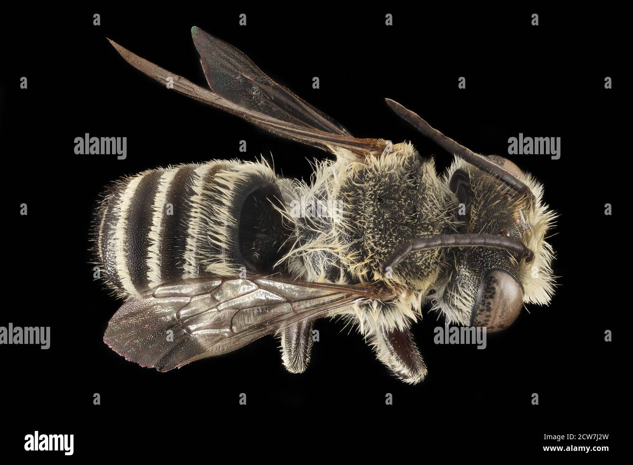 A close-up image of a male Megachile concinna bee, taken in Boquerón ...