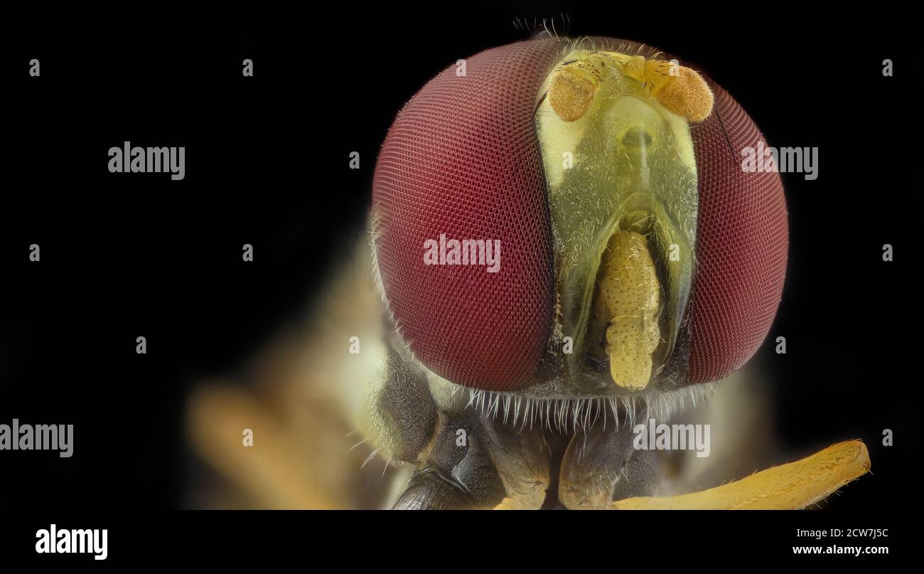 Big eyed bug hi-res stock photography and images - Alamy