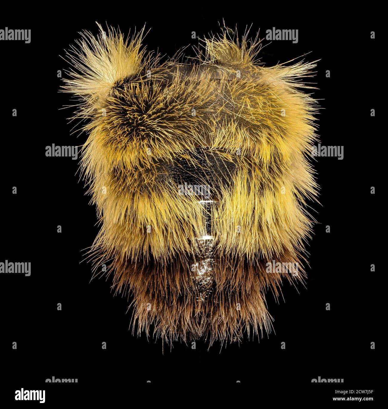 This close-up image from July 25, 2017, shows Bombus perplexus, a species of bumblebee, captured ...