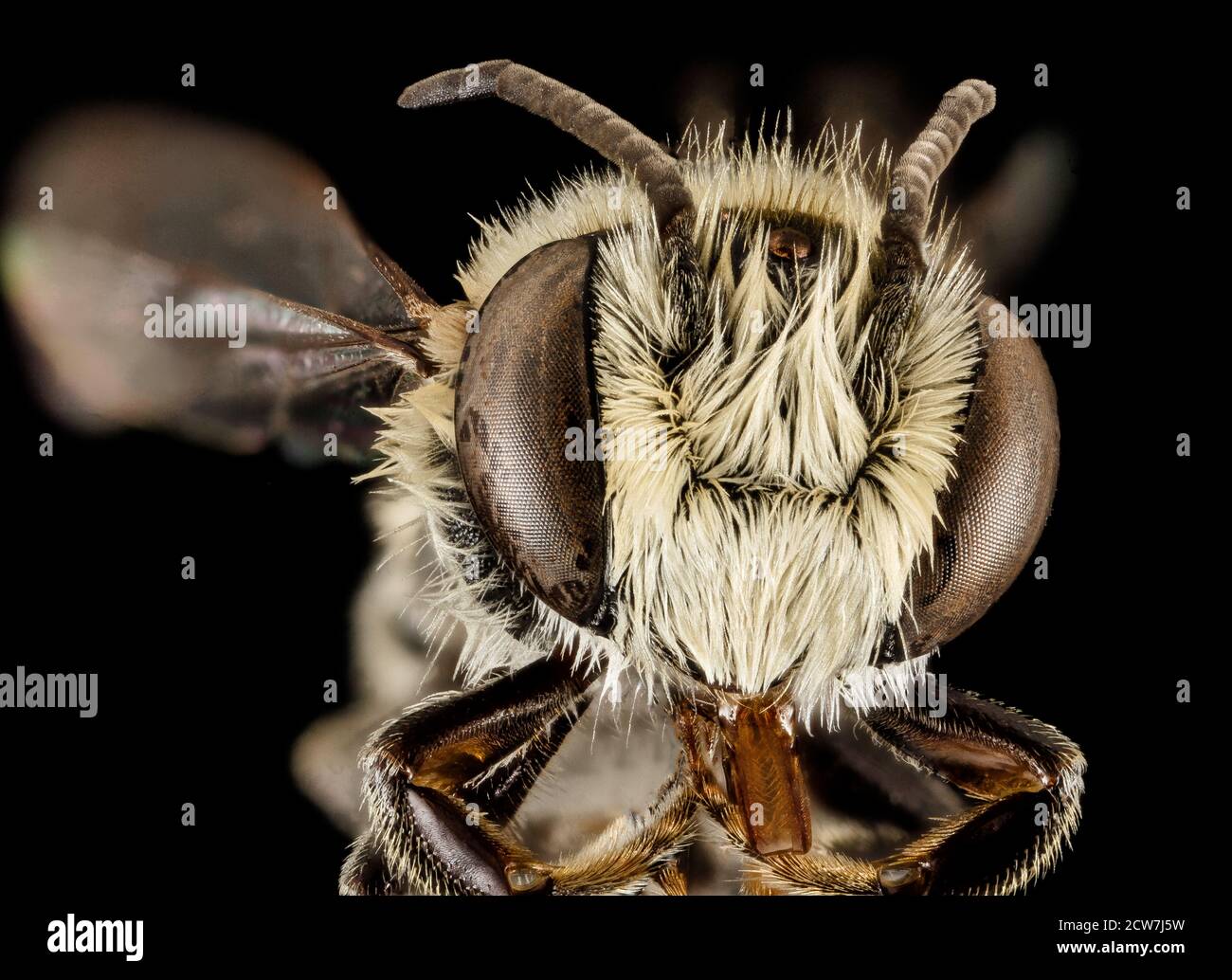 A close-up photograph of a Megachile concinna, a native bee species ...