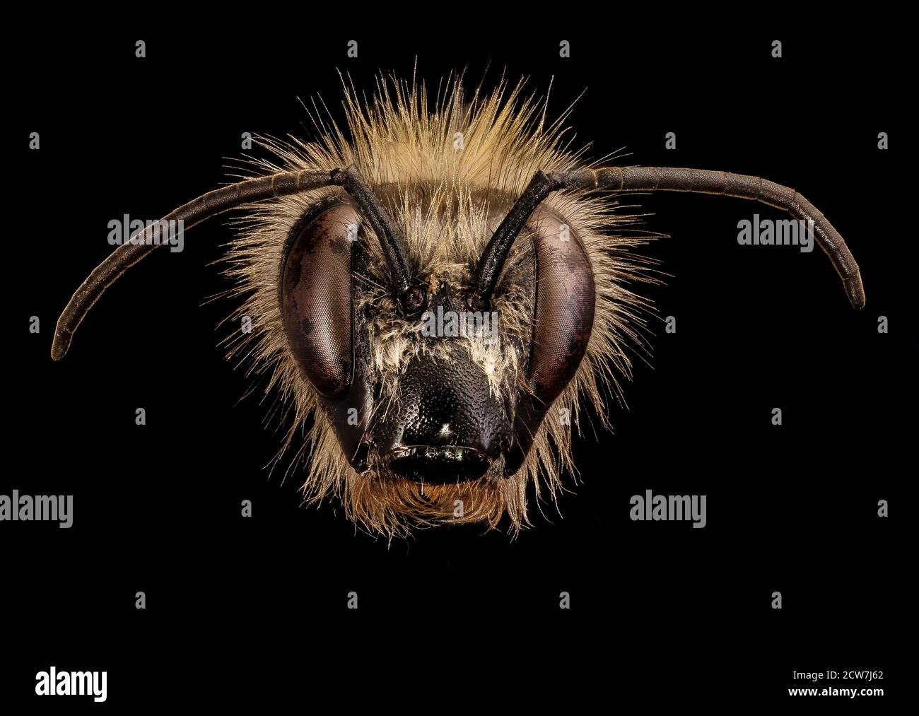 The image captures a close-up of Bombus perplexus, a species of ...