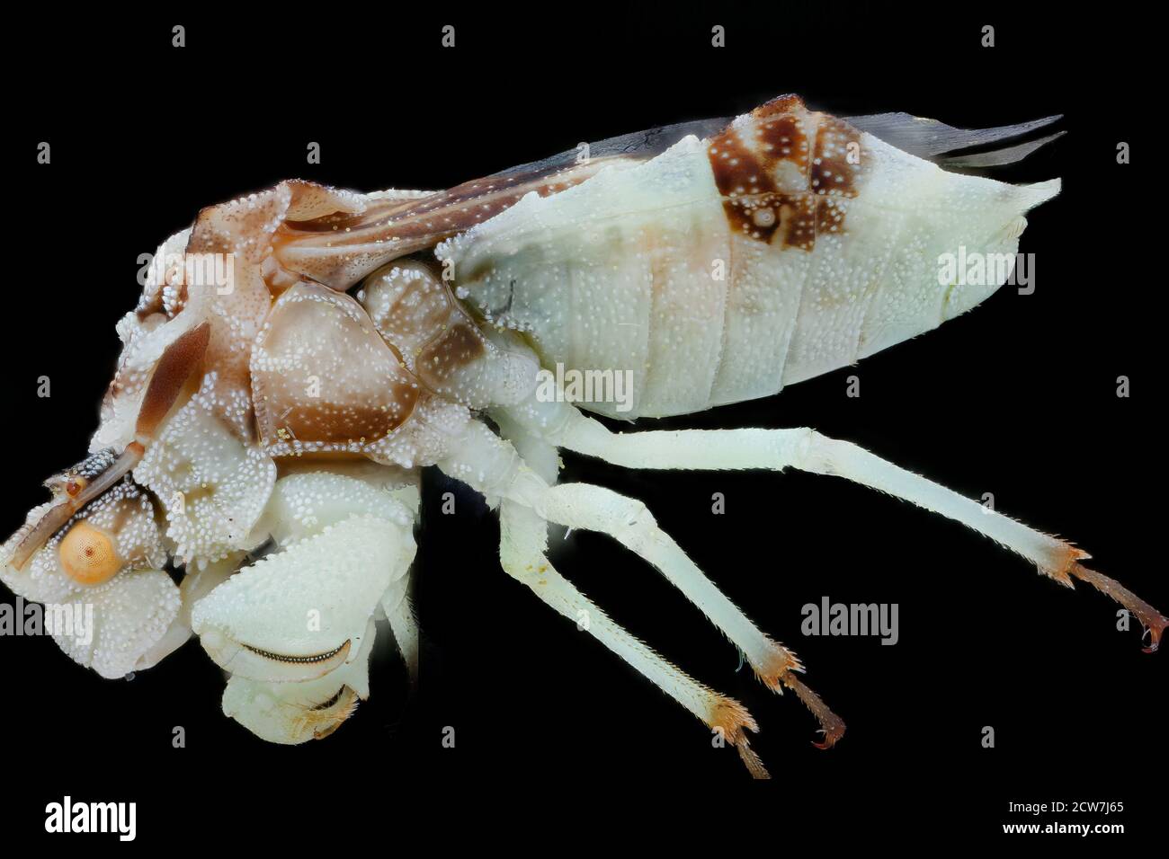 Close-up image of an ambush bug taken on August 27, 2020, using a Canon ...