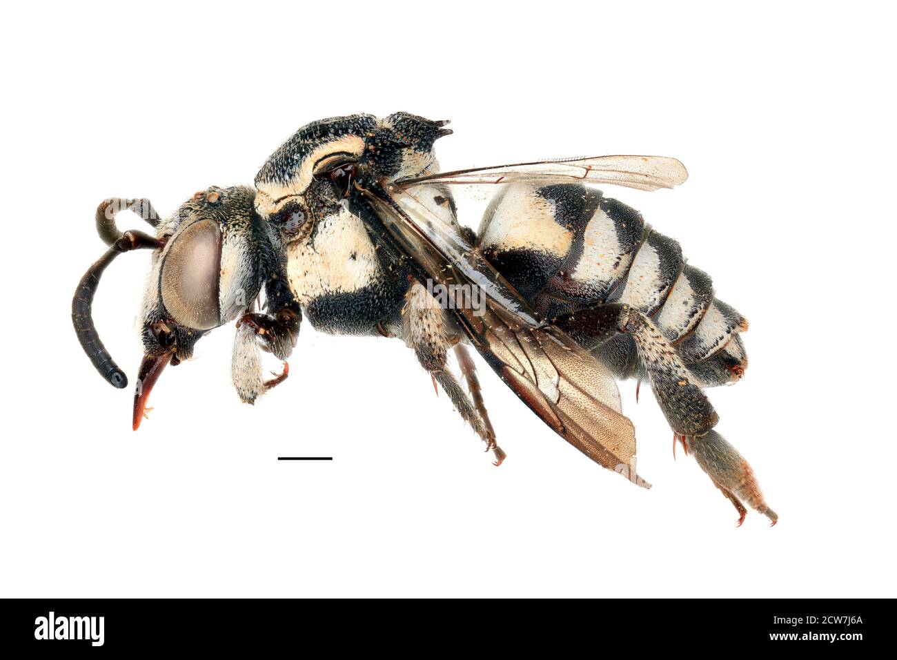 Kruger park biodiversity Cut Out Stock Images & Pictures - Alamy