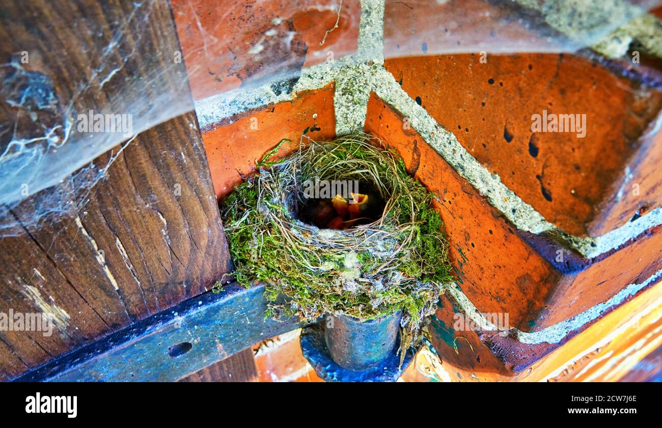 Baby birds with open yellow mouths in the nest by an old barn door ...