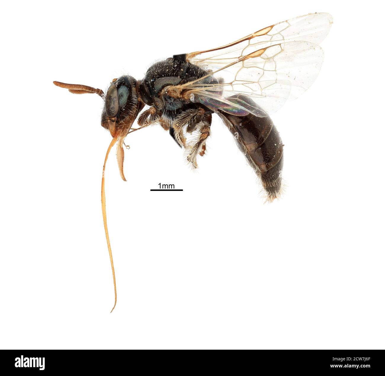 Binomial perdita taxonomy hi-res stock photography and images - Alamy