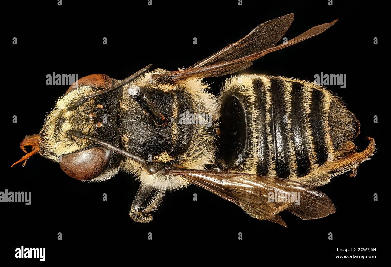 A close-up photograph of a Megachile petulans, a species of bee ...