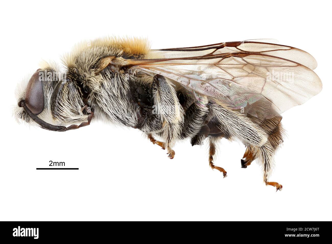 Bee taxonomy Cut Out Stock Images & Pictures - Alamy