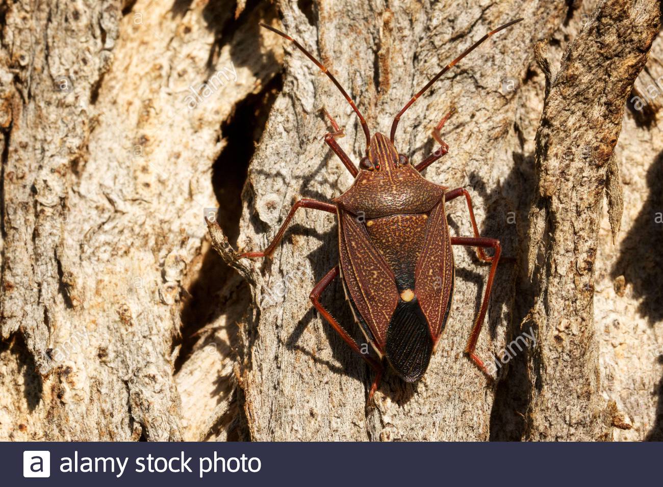 Perth Mark High Resolution Stock Photography and Images - Alamy