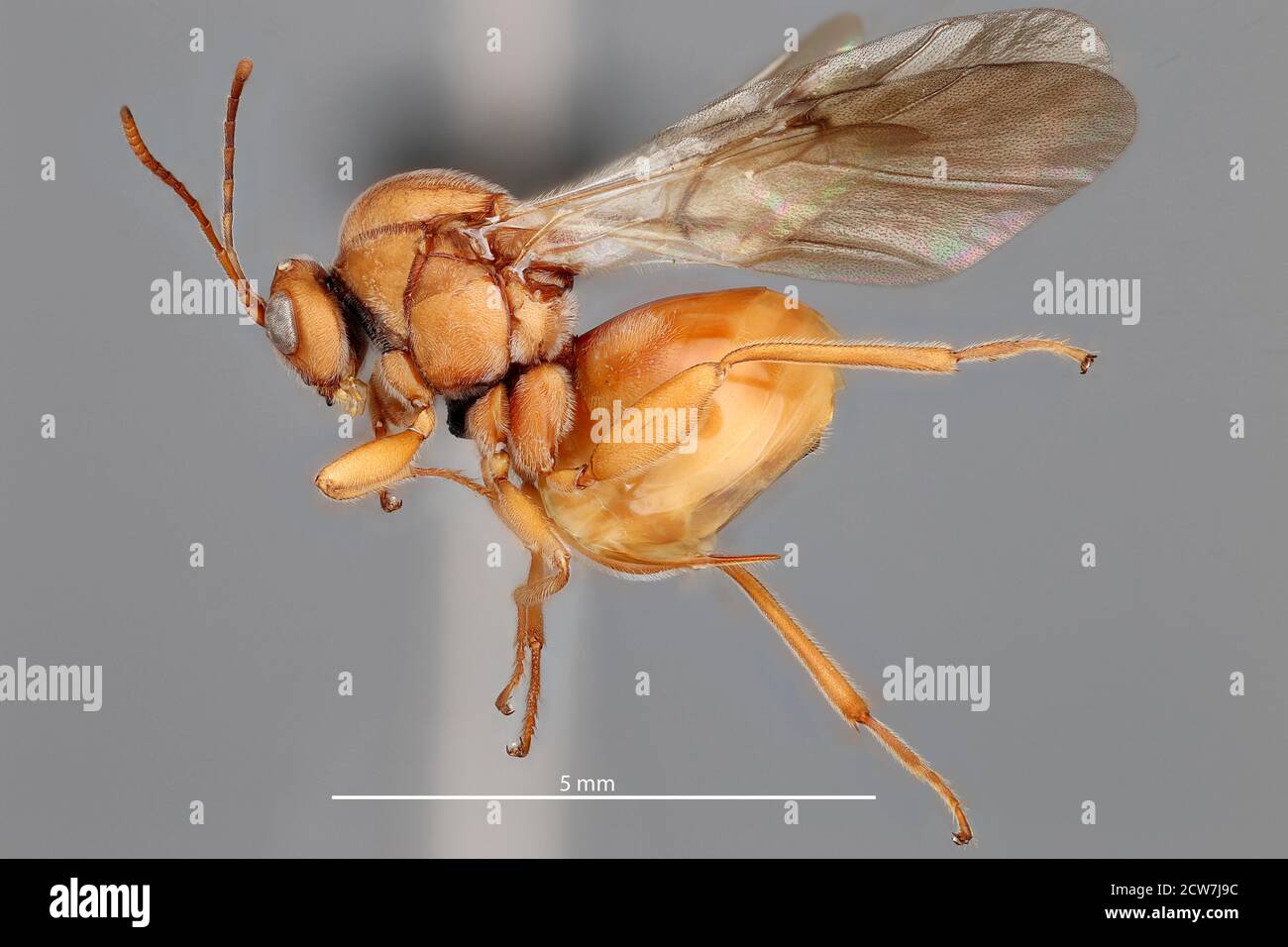 A close-up of Andricus quercuscalifornicus, an oak gall wasp, taken by ...
