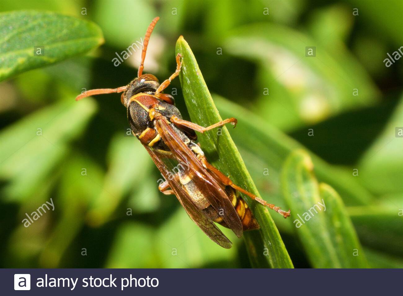 Species Of Paper Wasp High Resolution Stock Photography and Images - Alamy