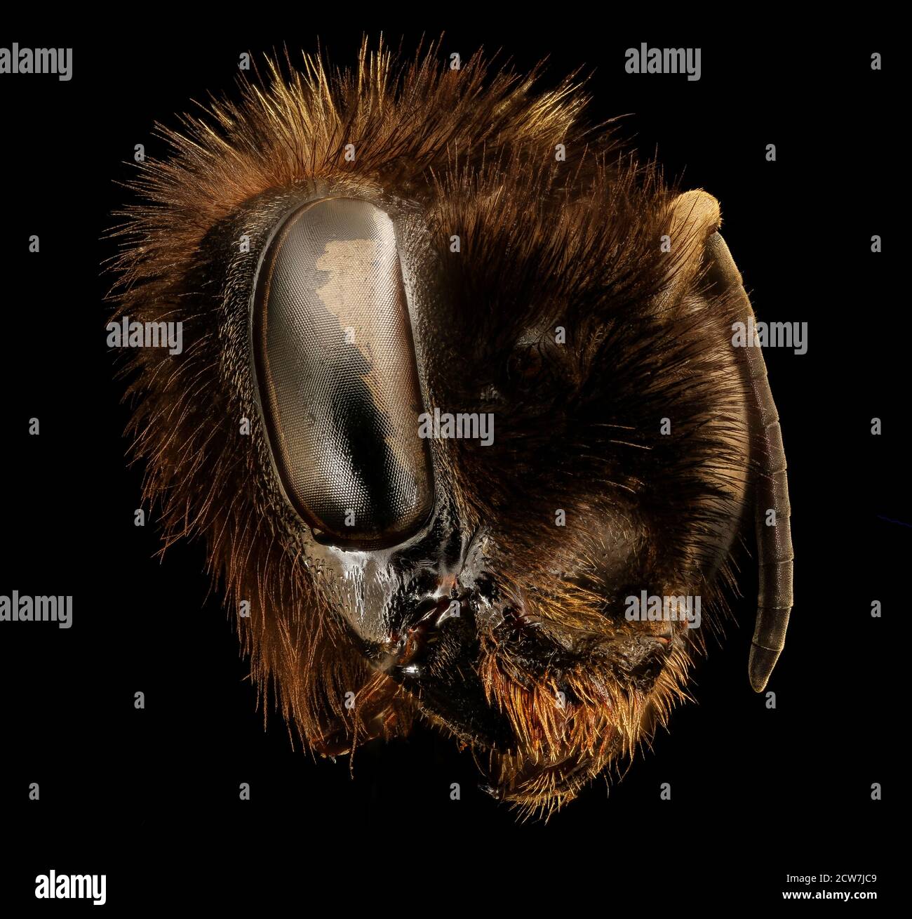 A close-up image of Bombus affinis, commonly known as the rusty-patched bumblebee, showing the ...