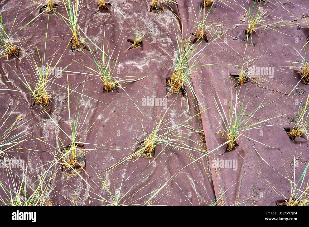 Weed control block with new planting Stock Photo - Alamy