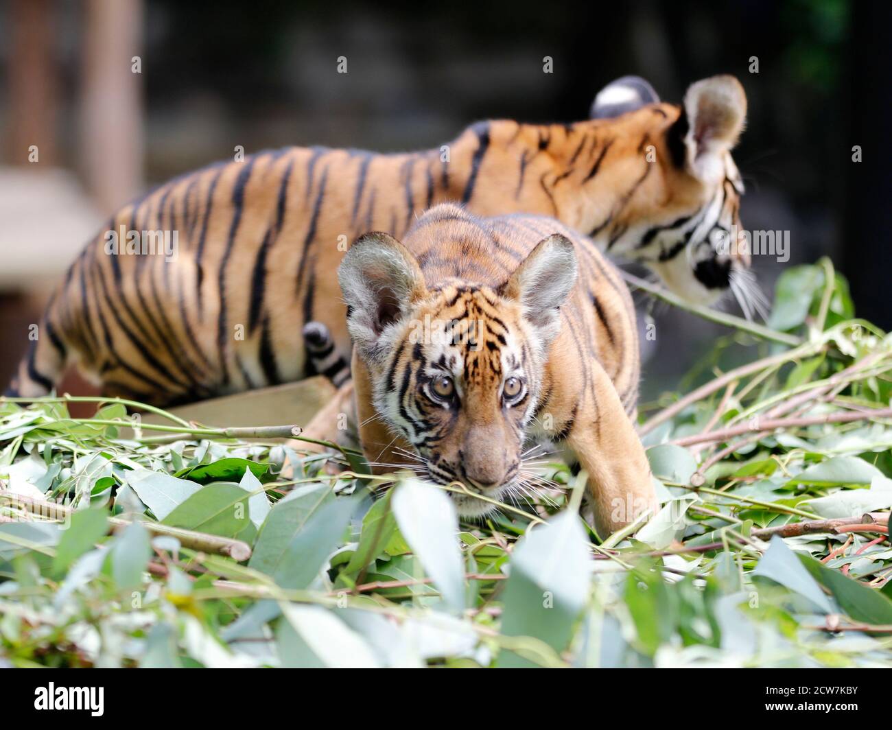 Guangzhou, China's Guangdong Province. 28th Sep, 2020. Twin cubs of ...