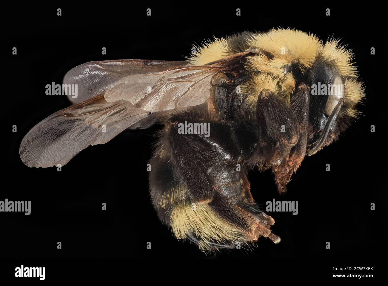 A close-up photograph of Bombus insularis, a species of bumblebee, captured in Yellowstone ...