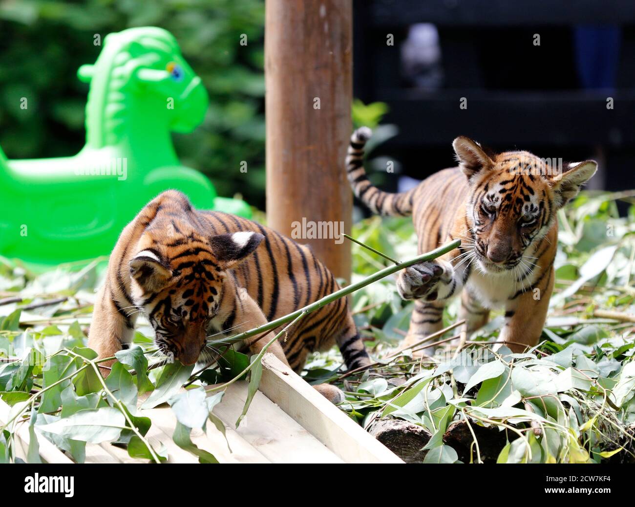 Guangzhou, China's Guangdong Province. 28th Sep, 2020. Twin cubs of ...