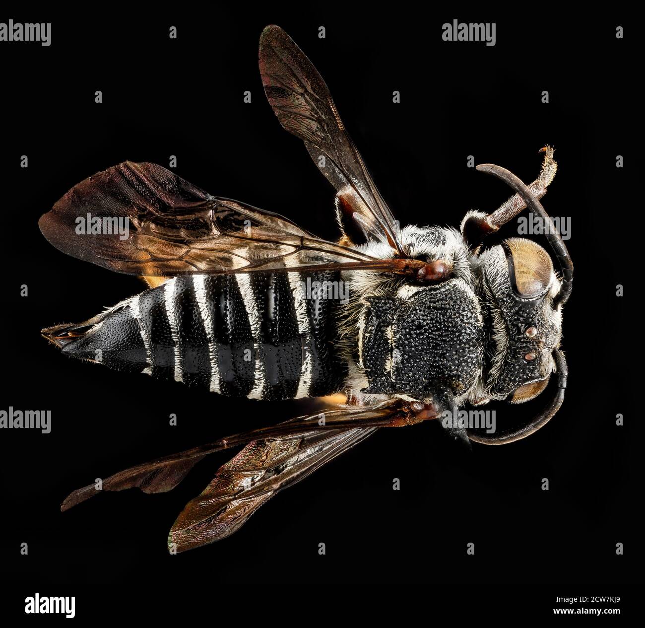 This image features a close-up of a Coelioxys sayi bee in Haywood ...