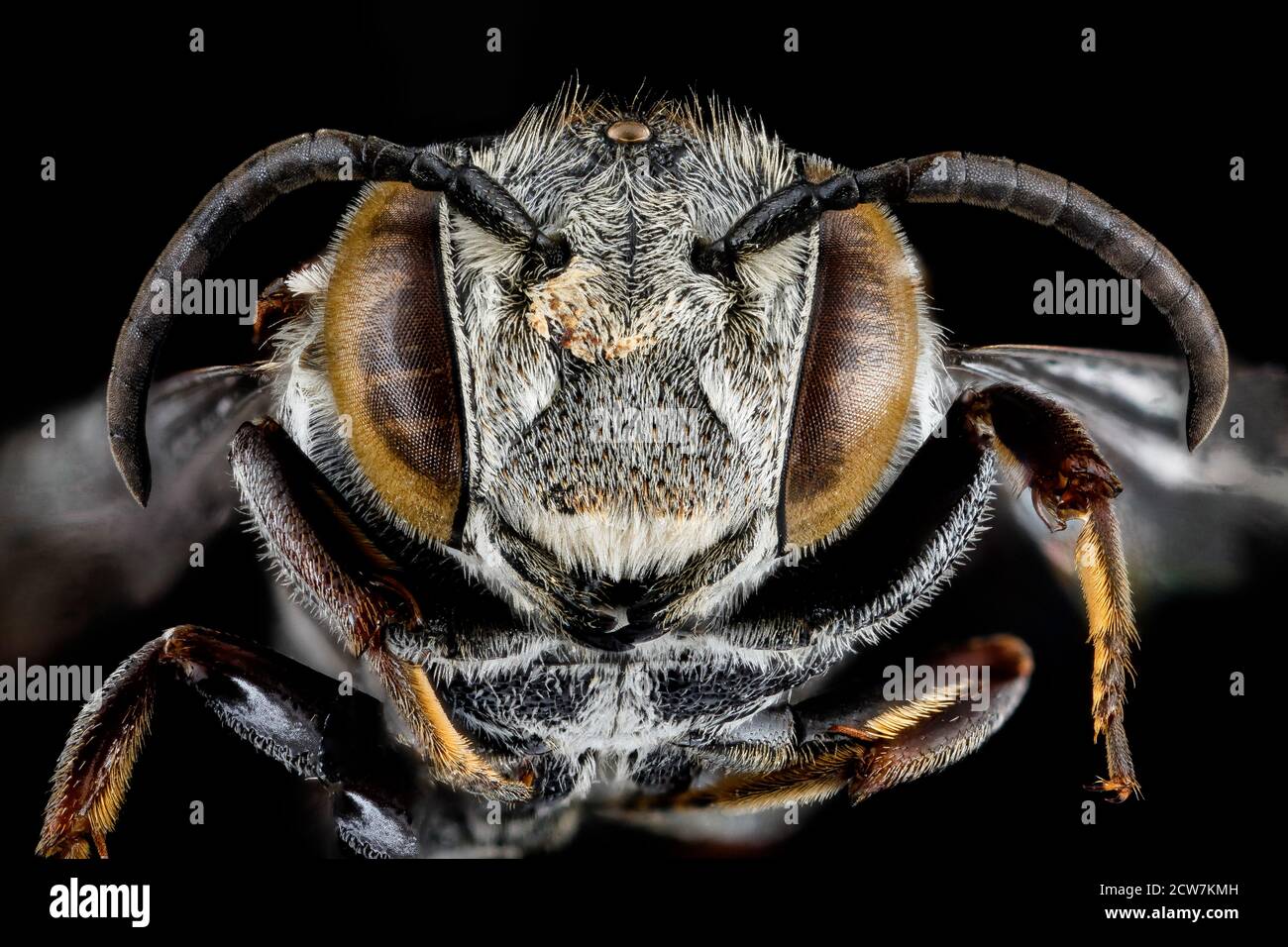Coelioxys sayi, a species of bee, was photographed in Haywood County ...