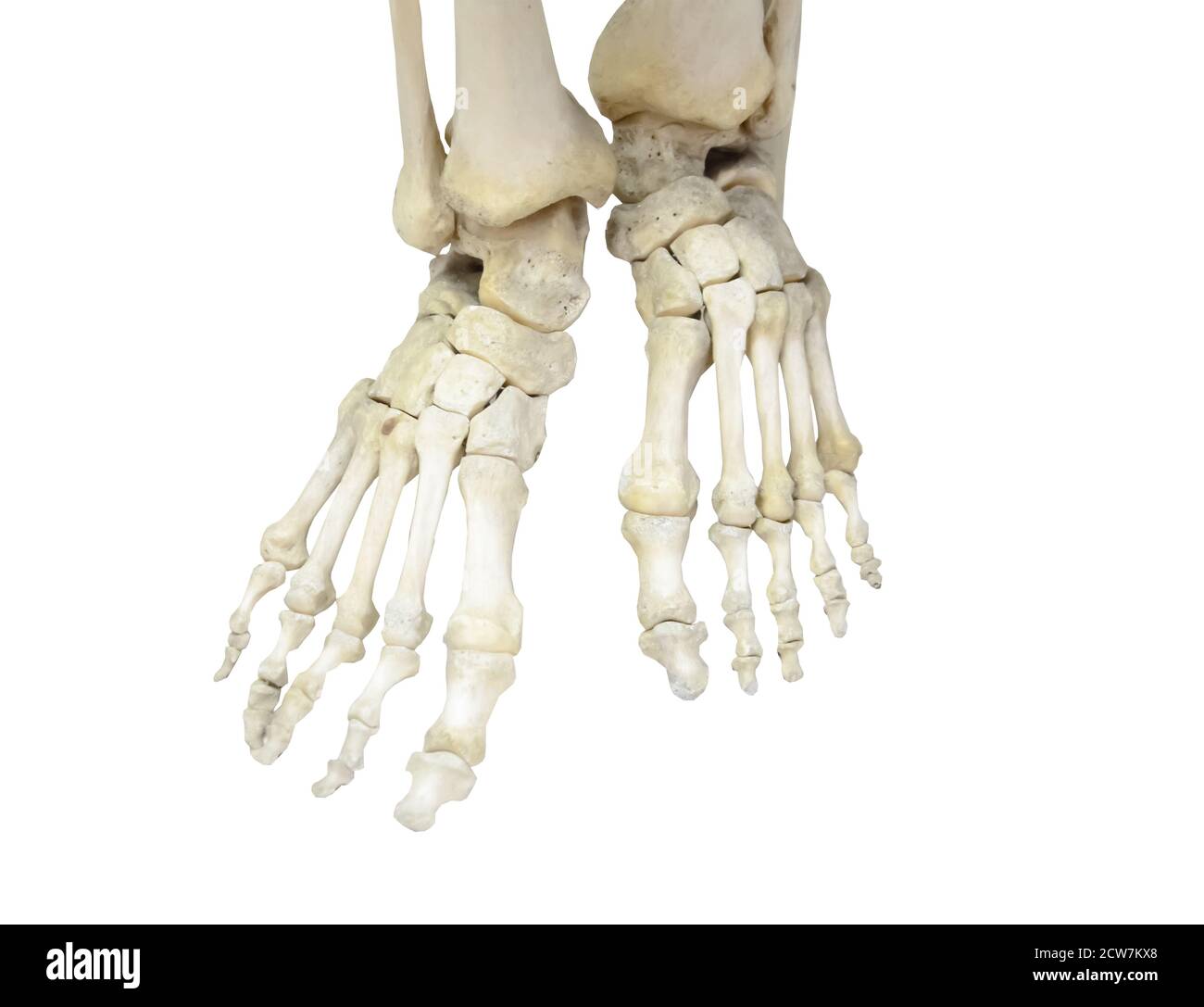 Human Skeleton Leg And Foot