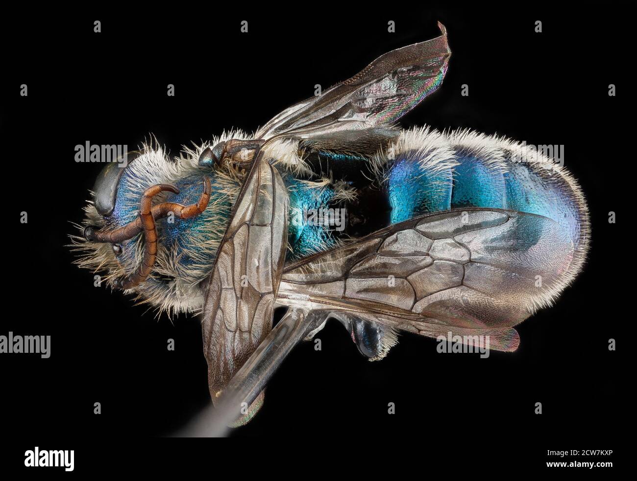 This macro image shows a male Hoplitis fulgida, a species of bee, taken ...