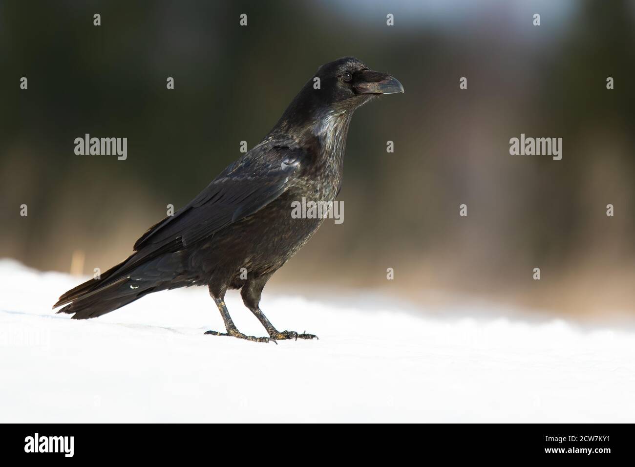 Winter wintry passerine nature hi-res stock photography and images - Alamy