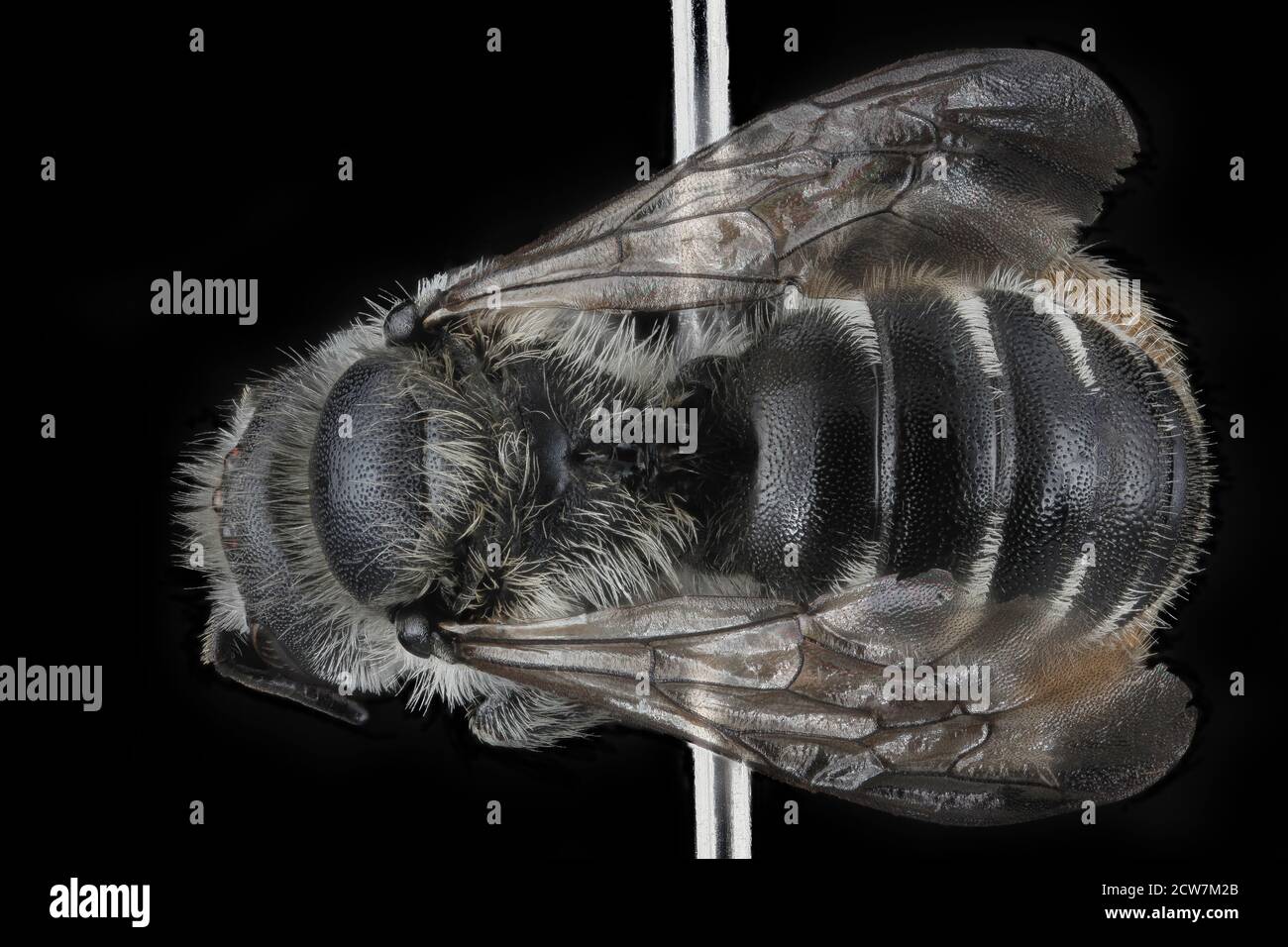 Binomial Hoplitis High Resolution Stock Photography and Images - Alamy