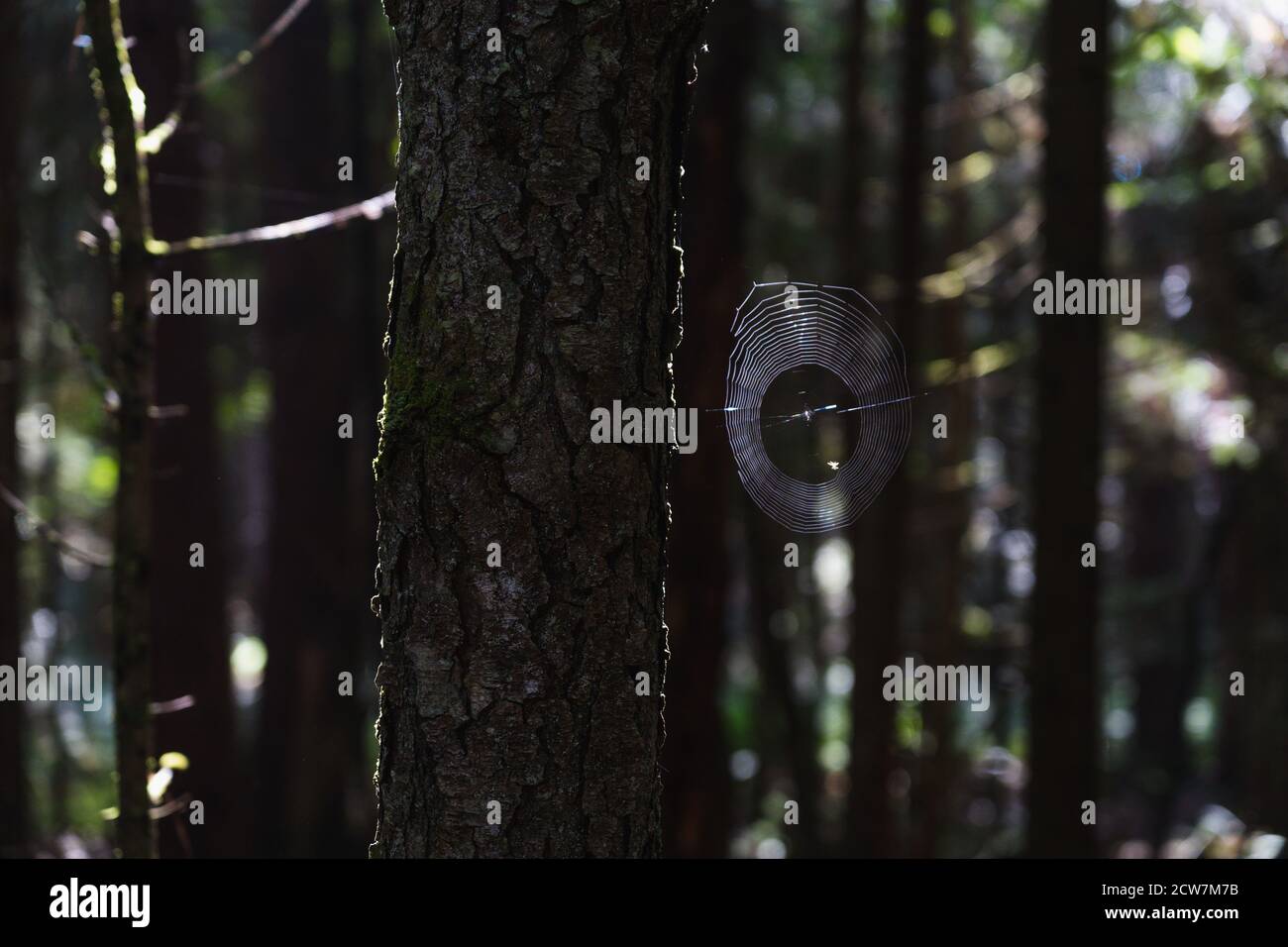 A spider web hanging from a tree in the woods Stock Photo - Alamy