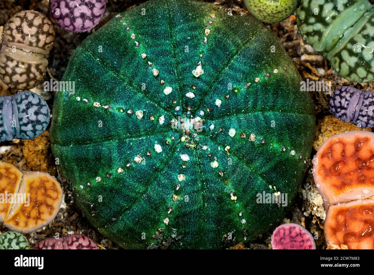 group of colorful lithops succulents Stock Photo - Alamy