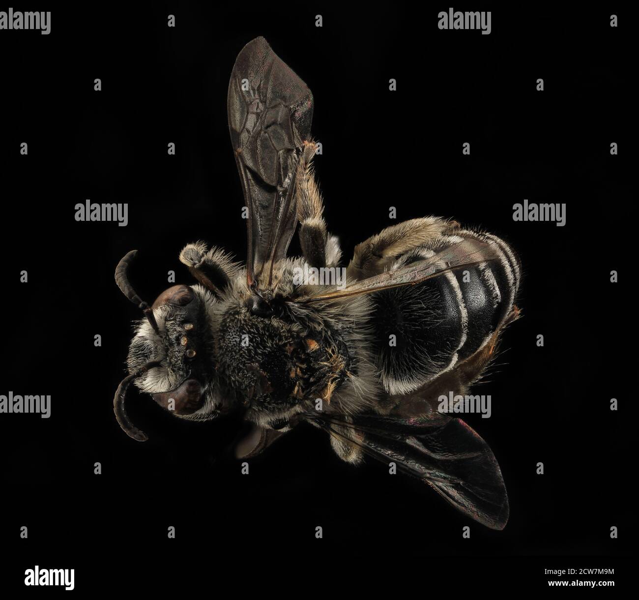 Close-up image of a female Colletes latitarsis bee, photographed for ...