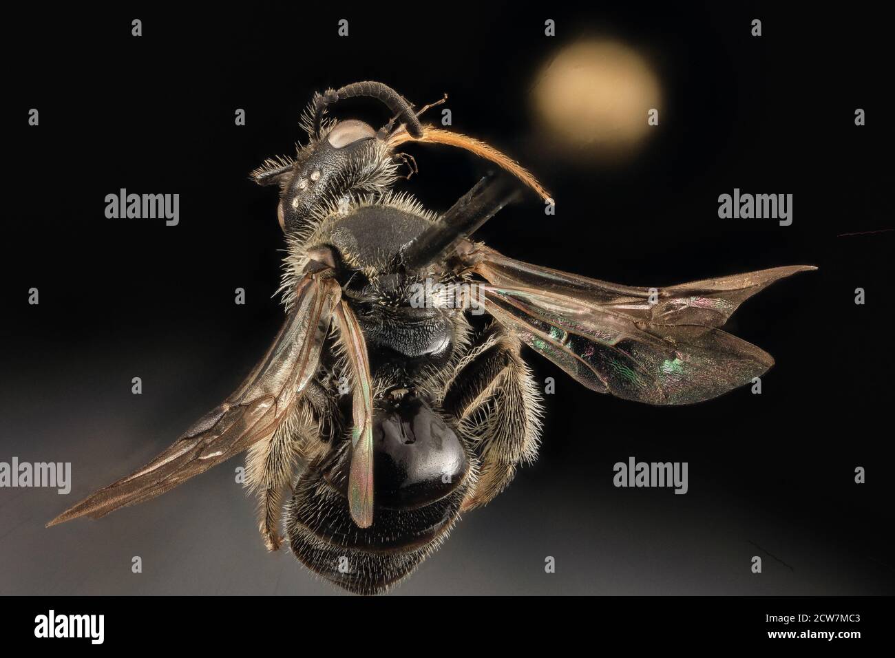 A close-up photograph of a Dufourea monardae, a species of native bee ...