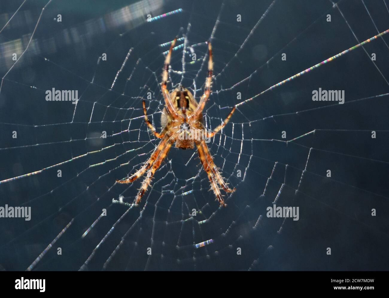 Terrific close up spider in a spider web Stock Photo - Alamy