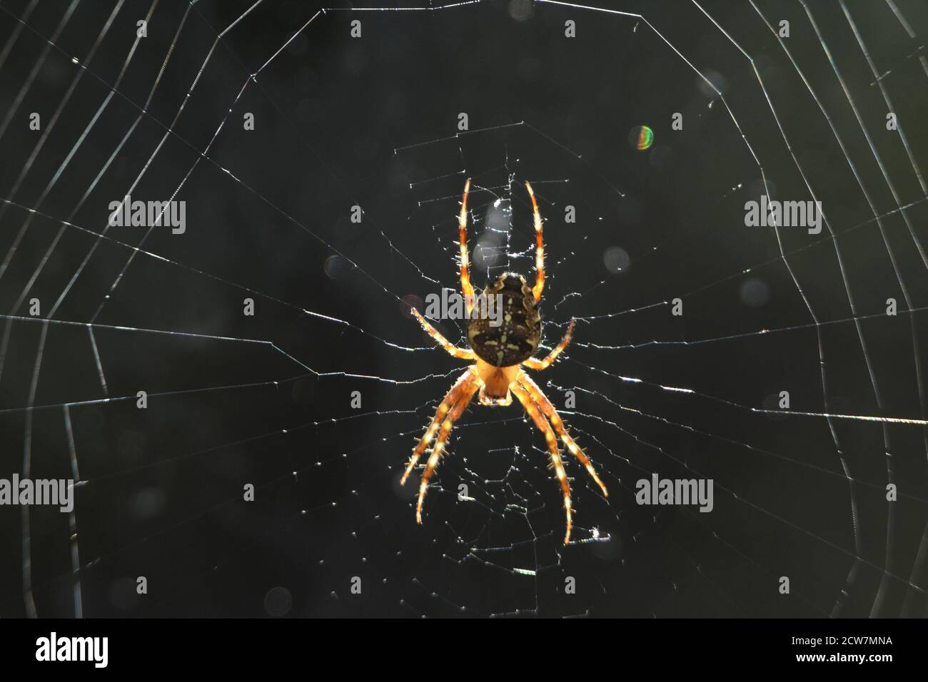 Fantastic large up close look at a spider in the web Stock Photo - Alamy