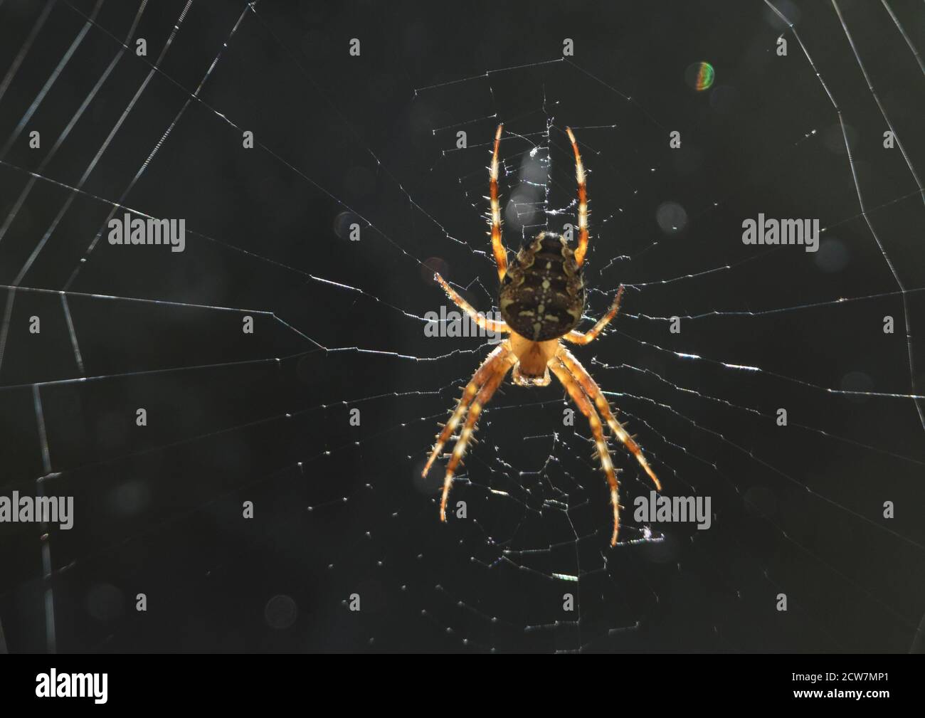 Terrific up close look at a spider in a web Stock Photo - Alamy Terrific up close look at a spider in a web Stock Photo - Alamy