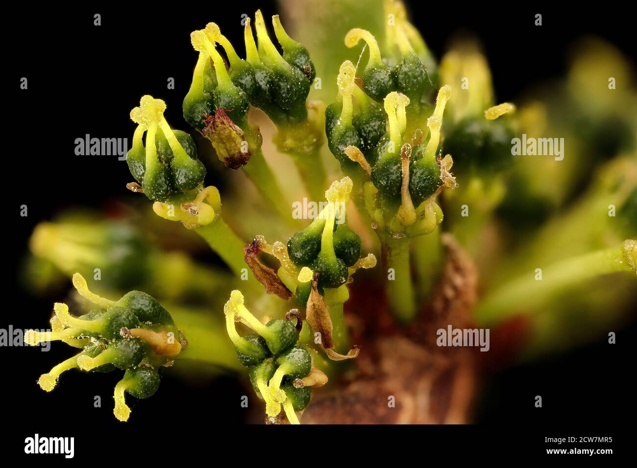 Xanthoxylum americanum, 2, Prickly-ash flr., Howard County, Md, 2018-05 ...
