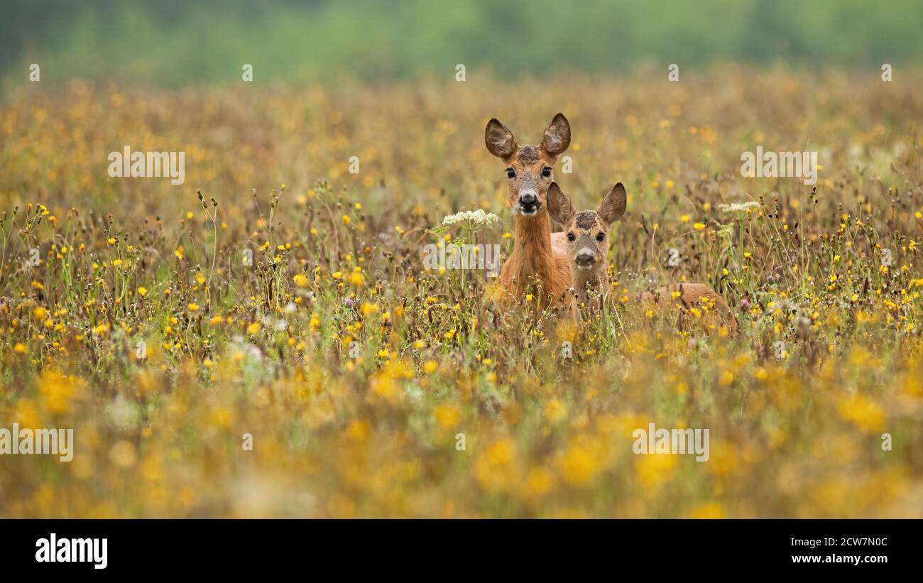 Family roe deer standing hi-res stock photography and images - Alamy